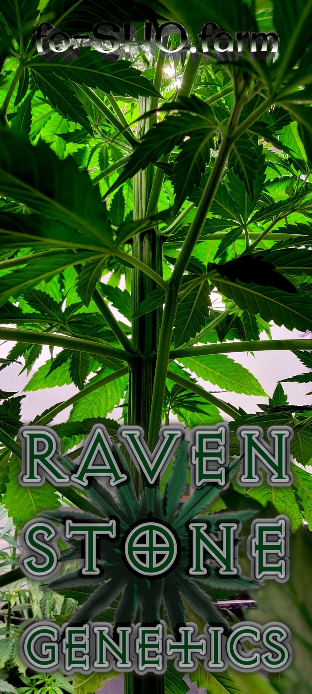 Tetraploid Cannabis Plants – Cannabis Seeds – Colorado – Raven Stone ...