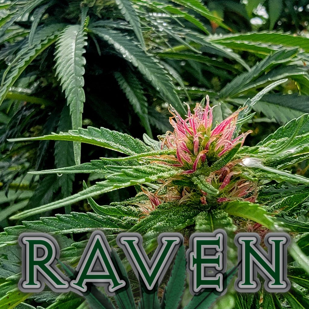 Cannabis Seeds – Colorado – Raven Stone Genetics – Cannabis Seed Sale ...