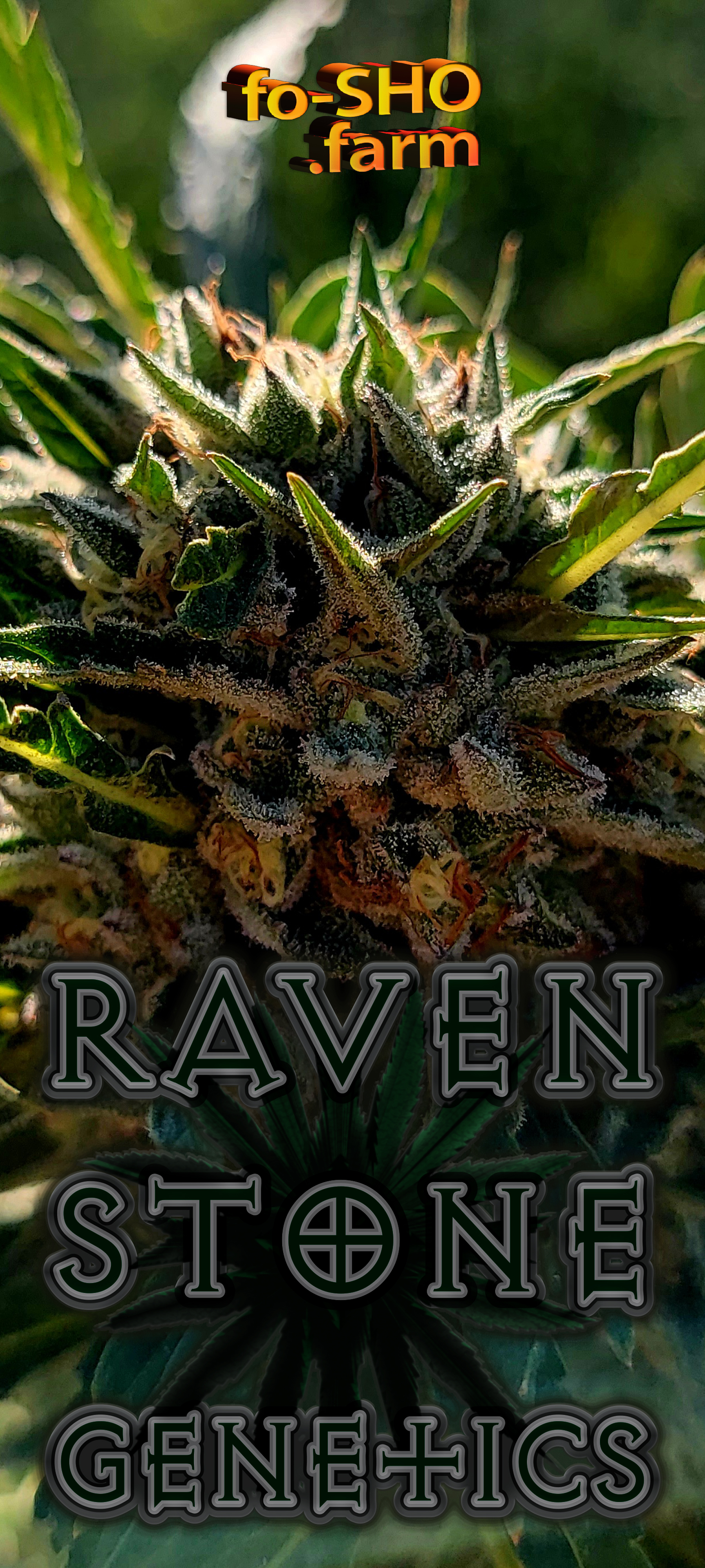 Home Grow Help – Cannabis Seeds – Colorado – Raven Stone Genetics