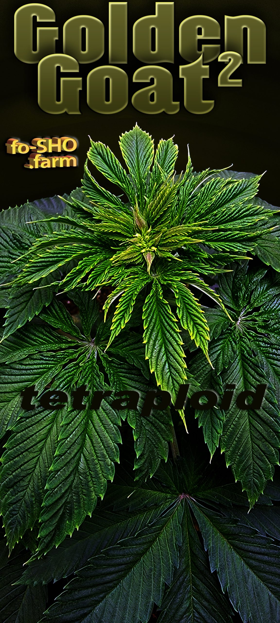 Tetraploid Cannabis Plants – Cannabis Seeds – Colorado – Raven Stone ...
