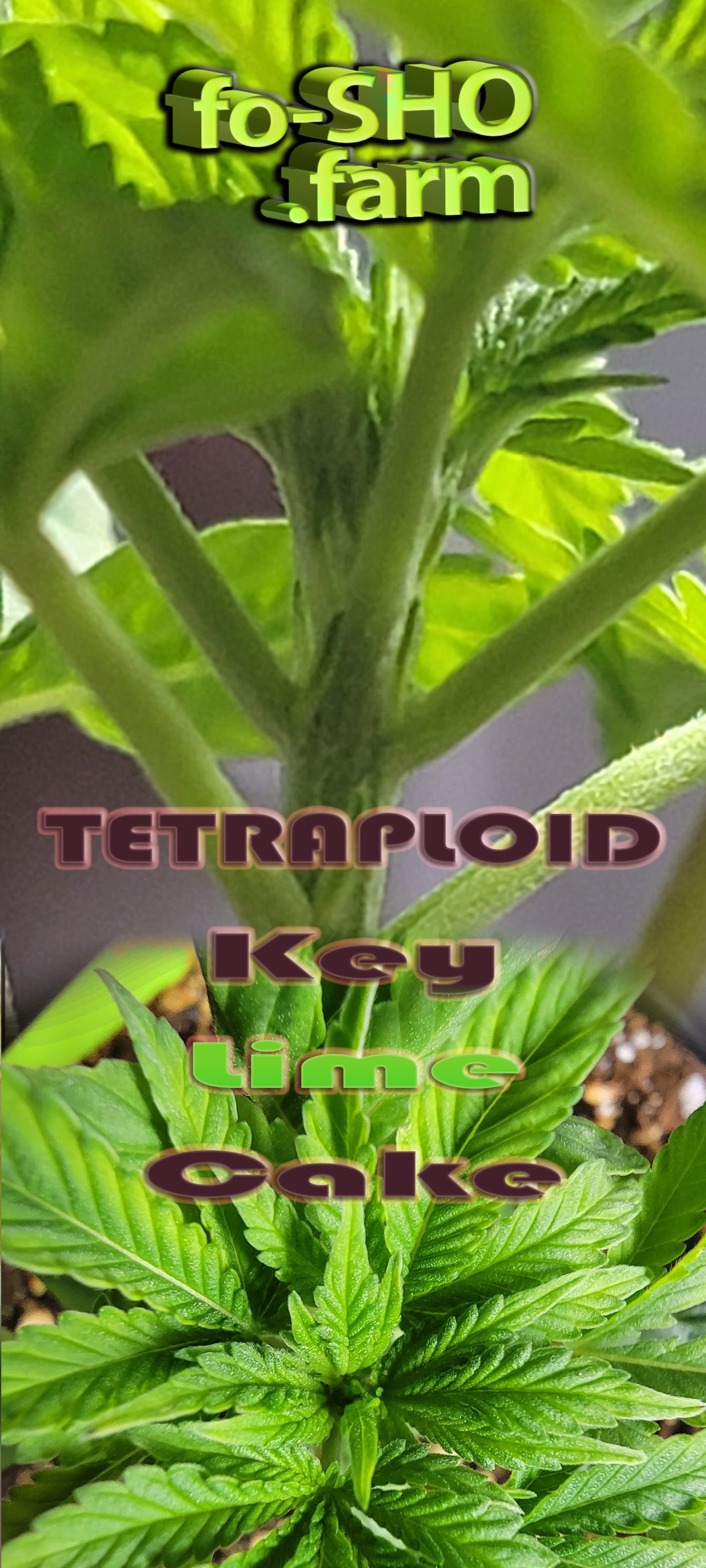 Tetraploid Cannabis Plants – Cannabis Seeds – Colorado – Raven Stone ...