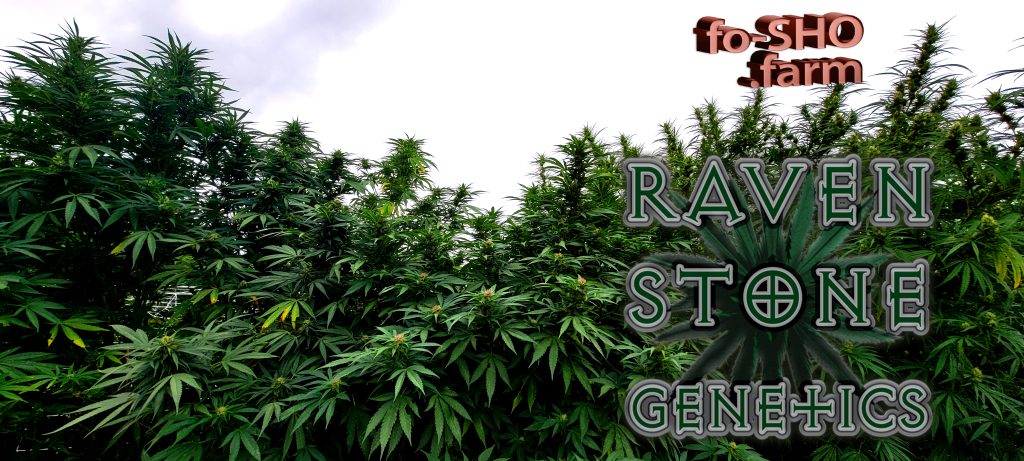 Cannabis Seeds – Cannabis Seeds – Colorado – Raven Stone Genetics
