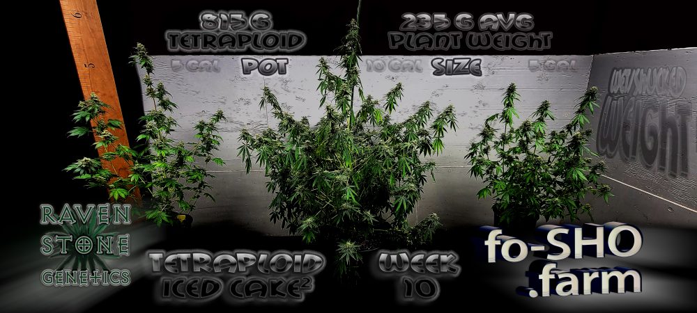 Tetraploid Cannabis Plants – Cannabis Seeds – Colorado – Raven Stone ...