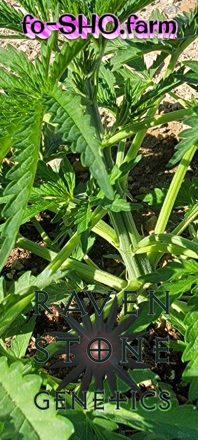 🌱 Cannabis Node Architecture Comparison – Cannabis Seeds – Colorado ...